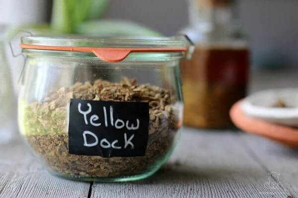 7 Health Benefits of Yellow Dock Root