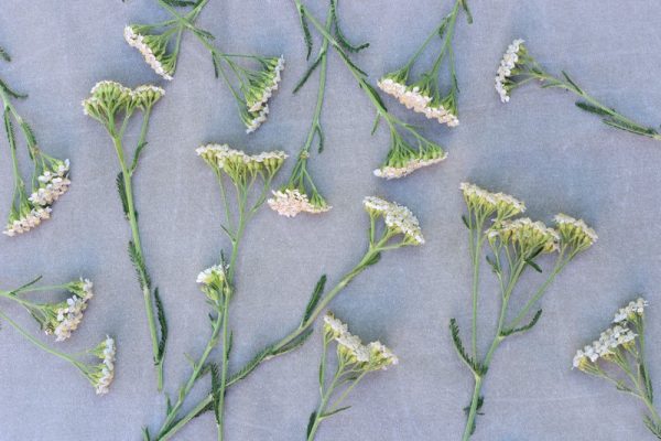 8 Yarrow Uses And Benefits (And How To Prepare It In Your Kitchen)