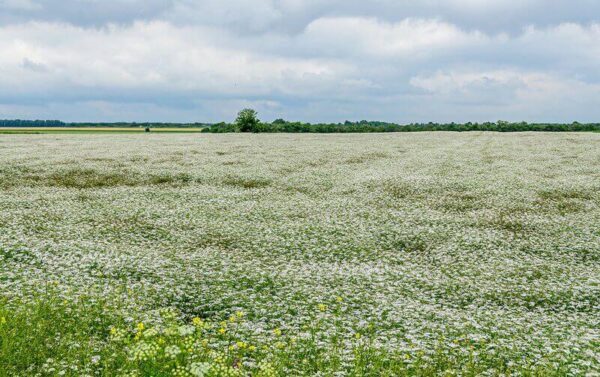 8 Yarrow Uses And Benefits (And How To Prepare It In Your Kitchen)