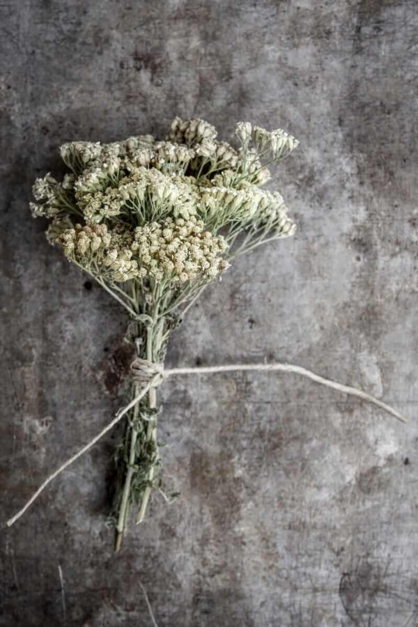 8 Yarrow Uses And Benefits (And How To Prepare It In Your Kitchen)