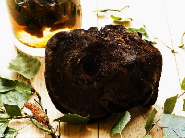 6 Benefits of Chaga Mushrooms