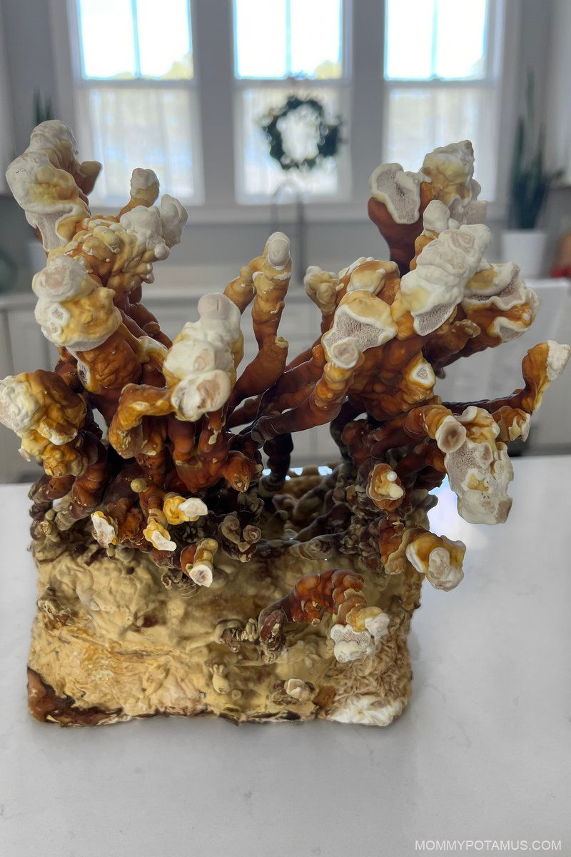 10 Benefits of Reishi Mushrooms + Beginner Recipes