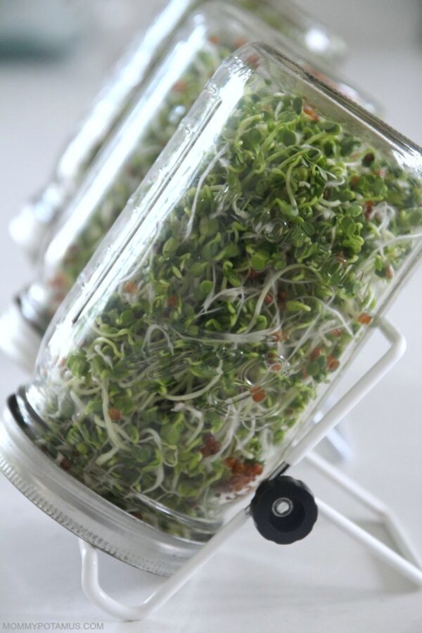 How To Grow Sprouts in Your Kitchen The Easy Way