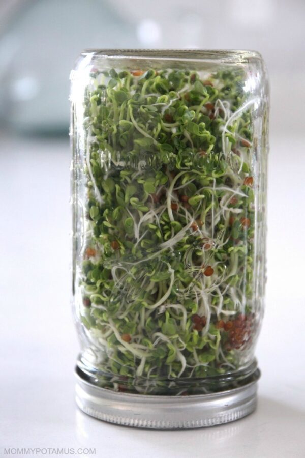 How To Grow Sprouts in Your Kitchen The Easy Way