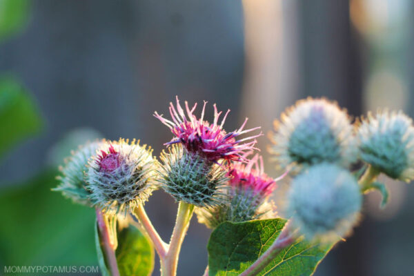 8 Benefits of Burdock Root + Tea Recipe