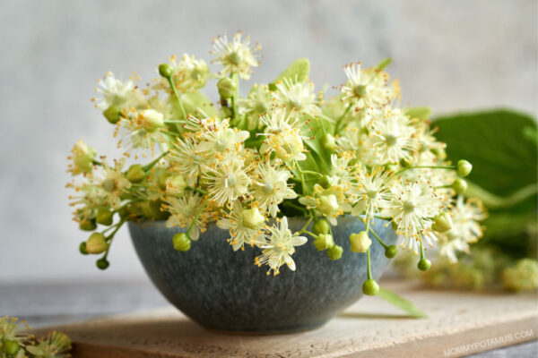 8 Benefits of Linden + Tea and Tincture Recipes
