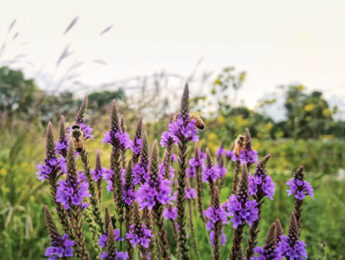 5 Benefits of Blue Vervain + How To Use It
