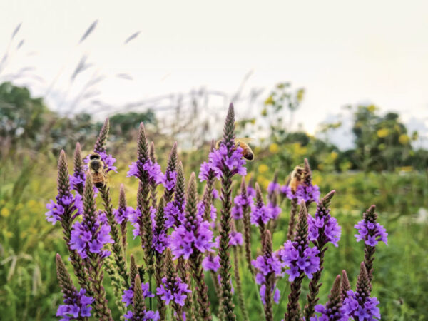 5 Benefits of Blue Vervain + How To Use It