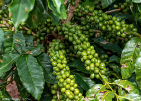 4 Health Benefits of Chlorogenic Acid In Coffee