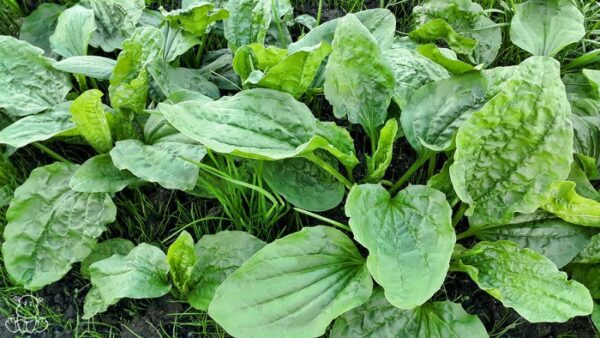 Plantain Herb Benefits, Recipes, Safety & How To Identify